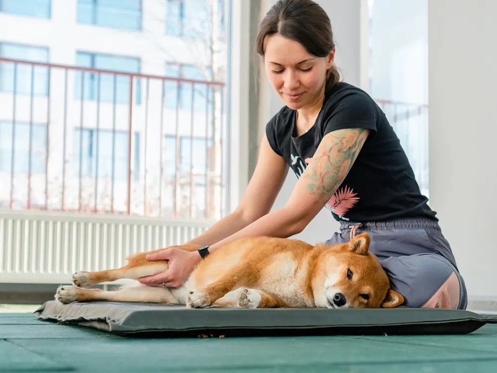 5 Essential Stretches for Your Dog's Health and Well-being