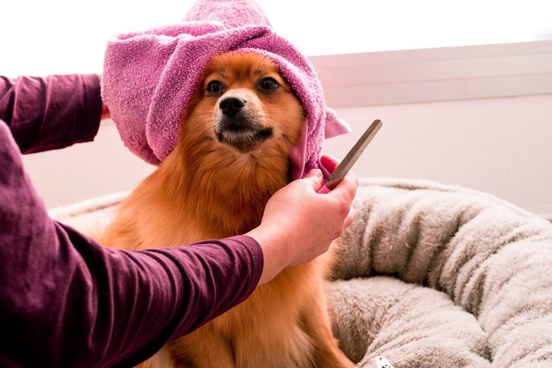 The Ultimate Guide to Grooming and Bathing Your Dog