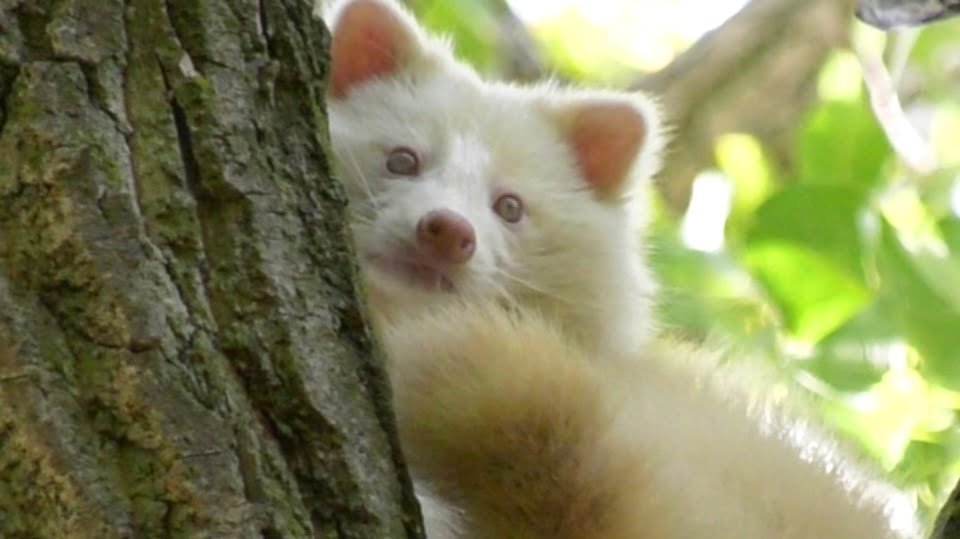 Albino Raccoon: Factors to Consider, Care Tips and Challenges