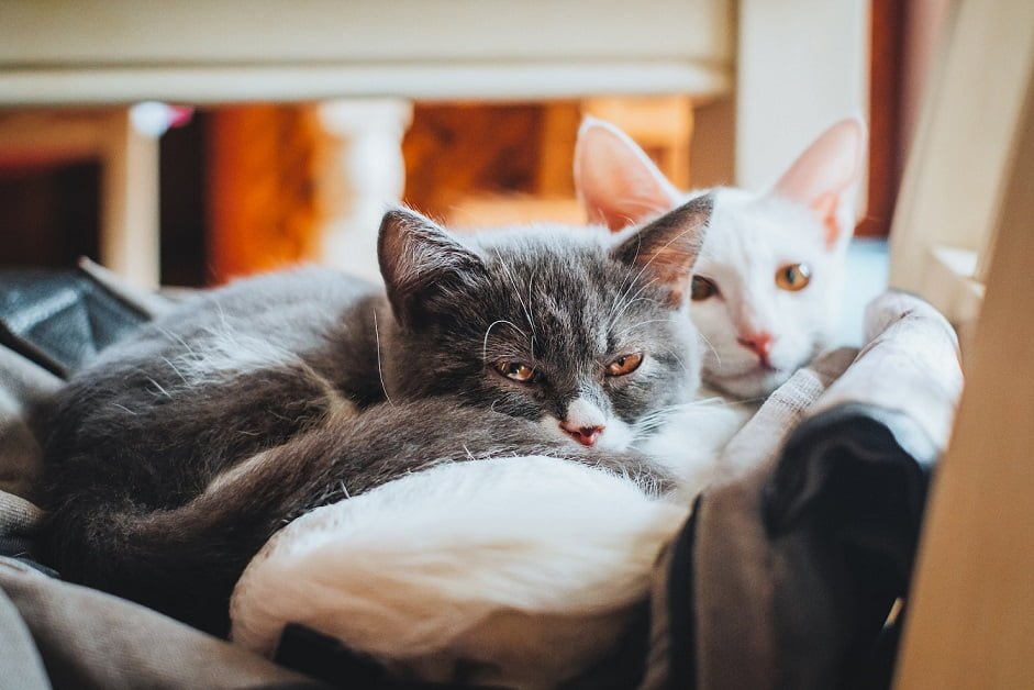 How to Identify Cat Breeds: Step-by-Step Guide for Cat Lovers