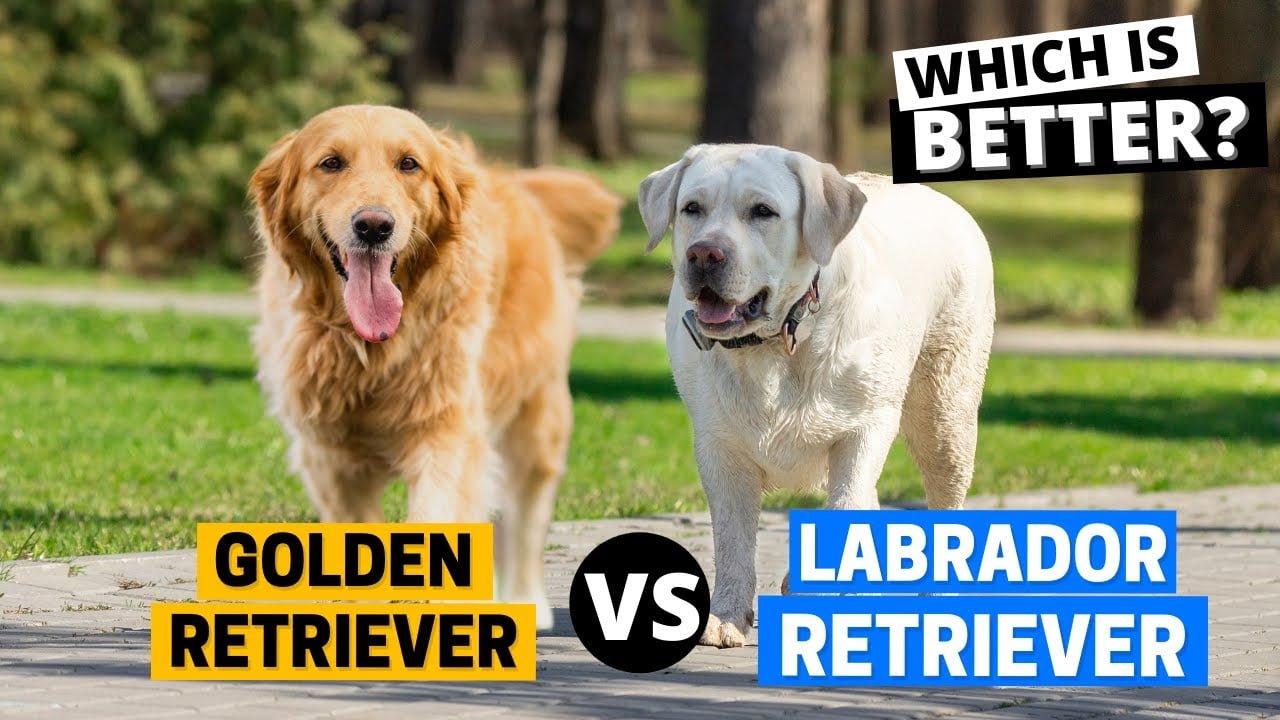 Labrador Retrievers vs. Golden Retrievers: Detailed Comparison
