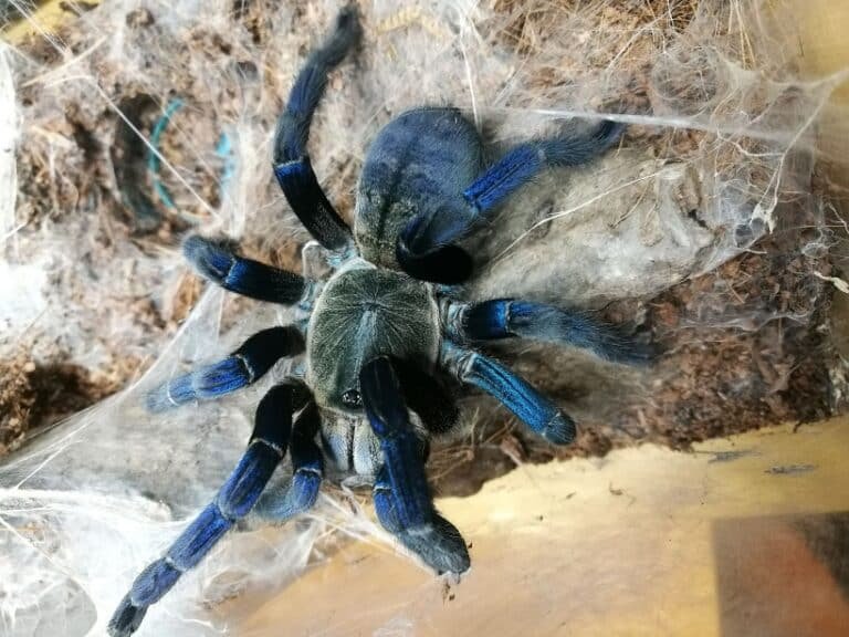 Cobalt Blue Tarantula: Facts, Care & Feeding Guide