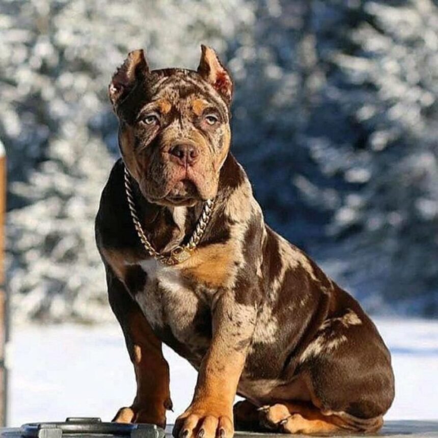 The Colorful and Unique World of Merle Bully Breeds