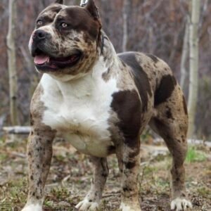 The Colorful and Unique World of Merle Bully Breeds