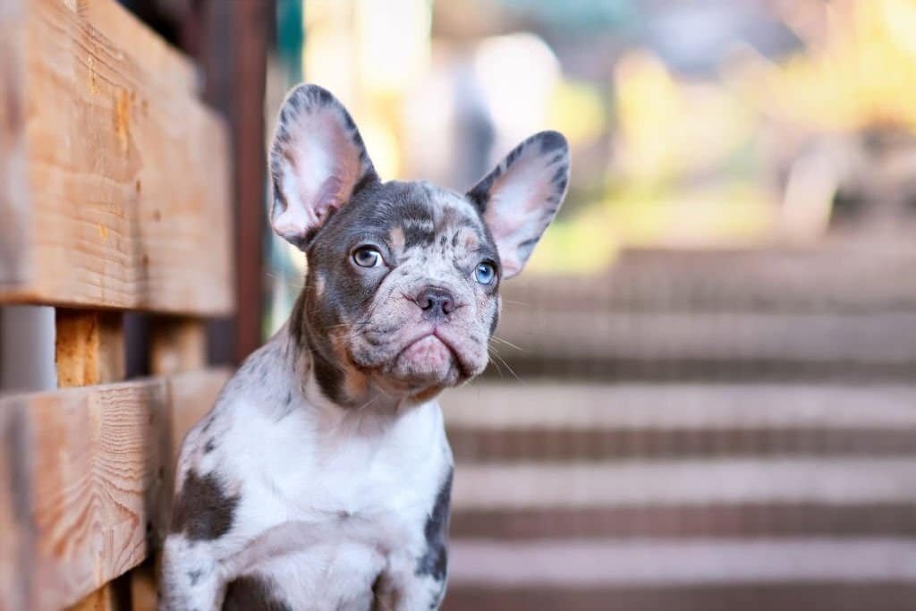 Merle Frenchie: The Unique French Bulldog Variation