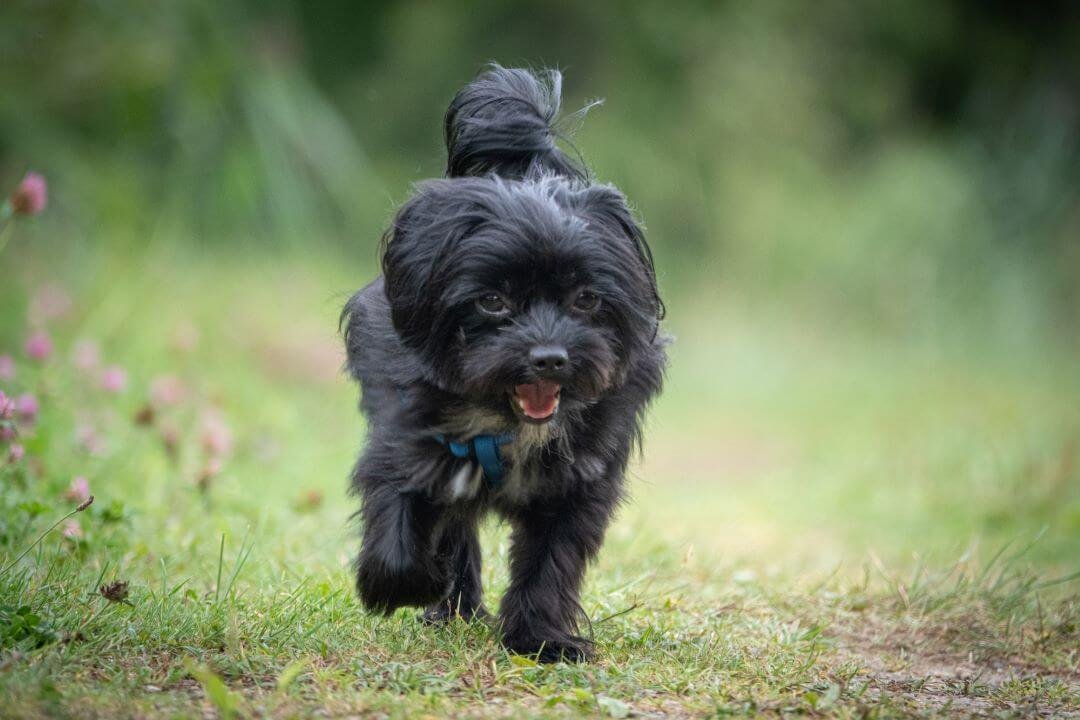 Everything You Need to Know About Bolonka Dogs